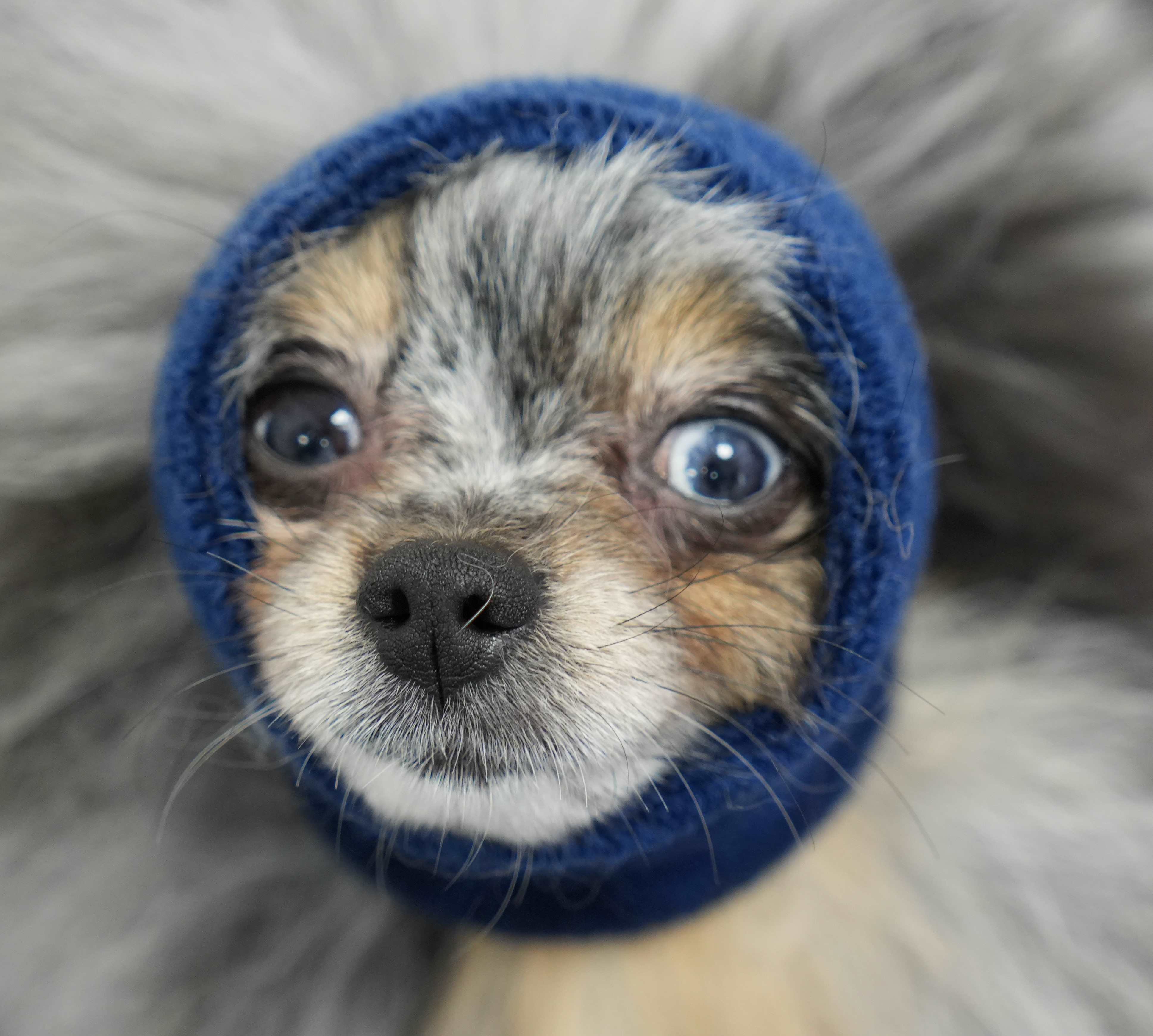 Happy Hoodie For Dog Calming SHOP